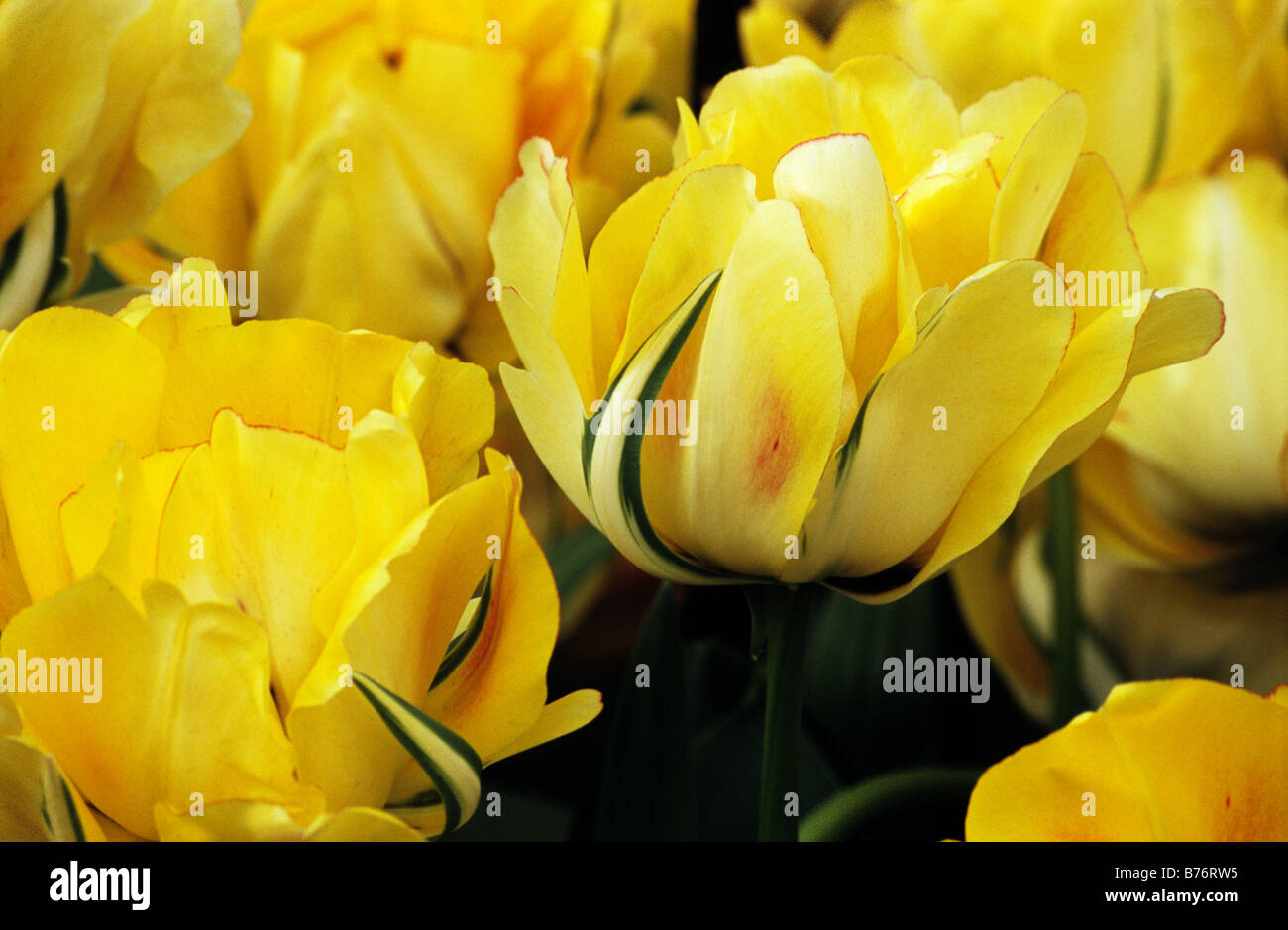 Darwin Hybrid Tulip Akebono photograhed at Keukenhof Gardens in Lisse ...