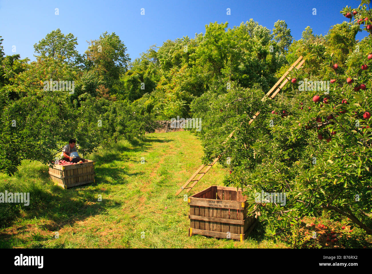 Apple Harvest, Apple Orchard, Massies Mill, Virginia, USA Stock Photo ...