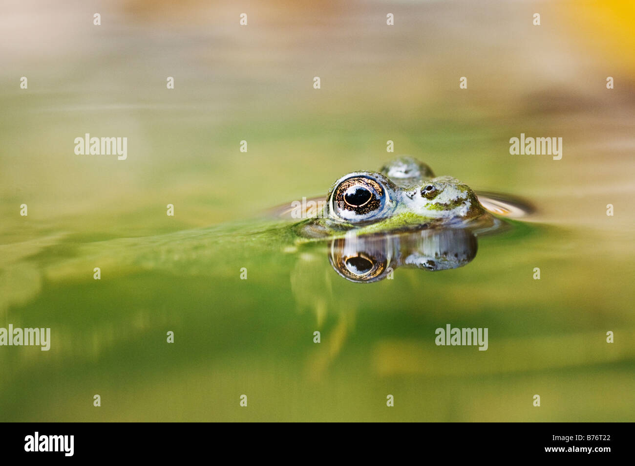 Frog in water Stock Photo - Alamy