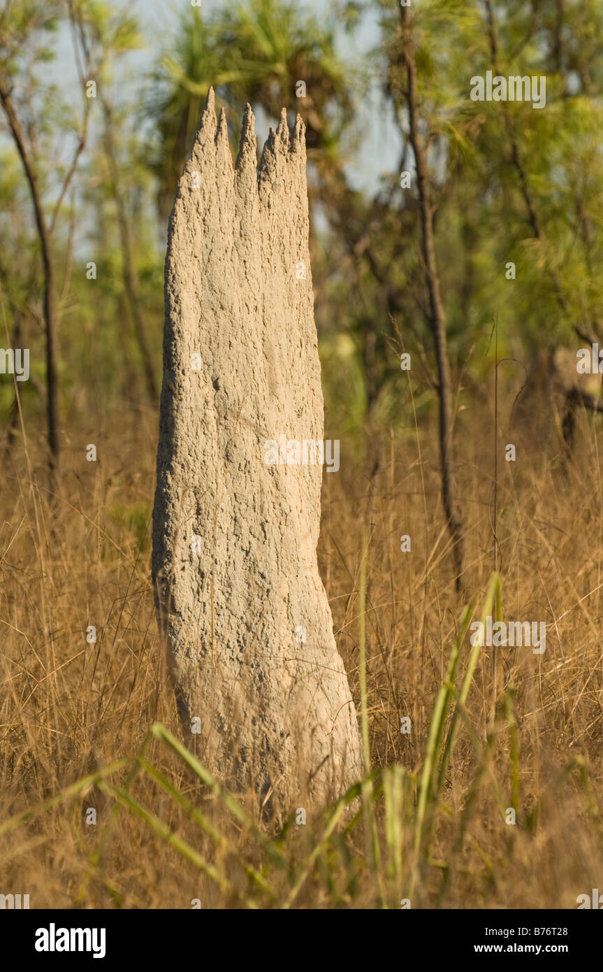 Magnetic termite amitermes meridionalis laurensis hi-res stock ...