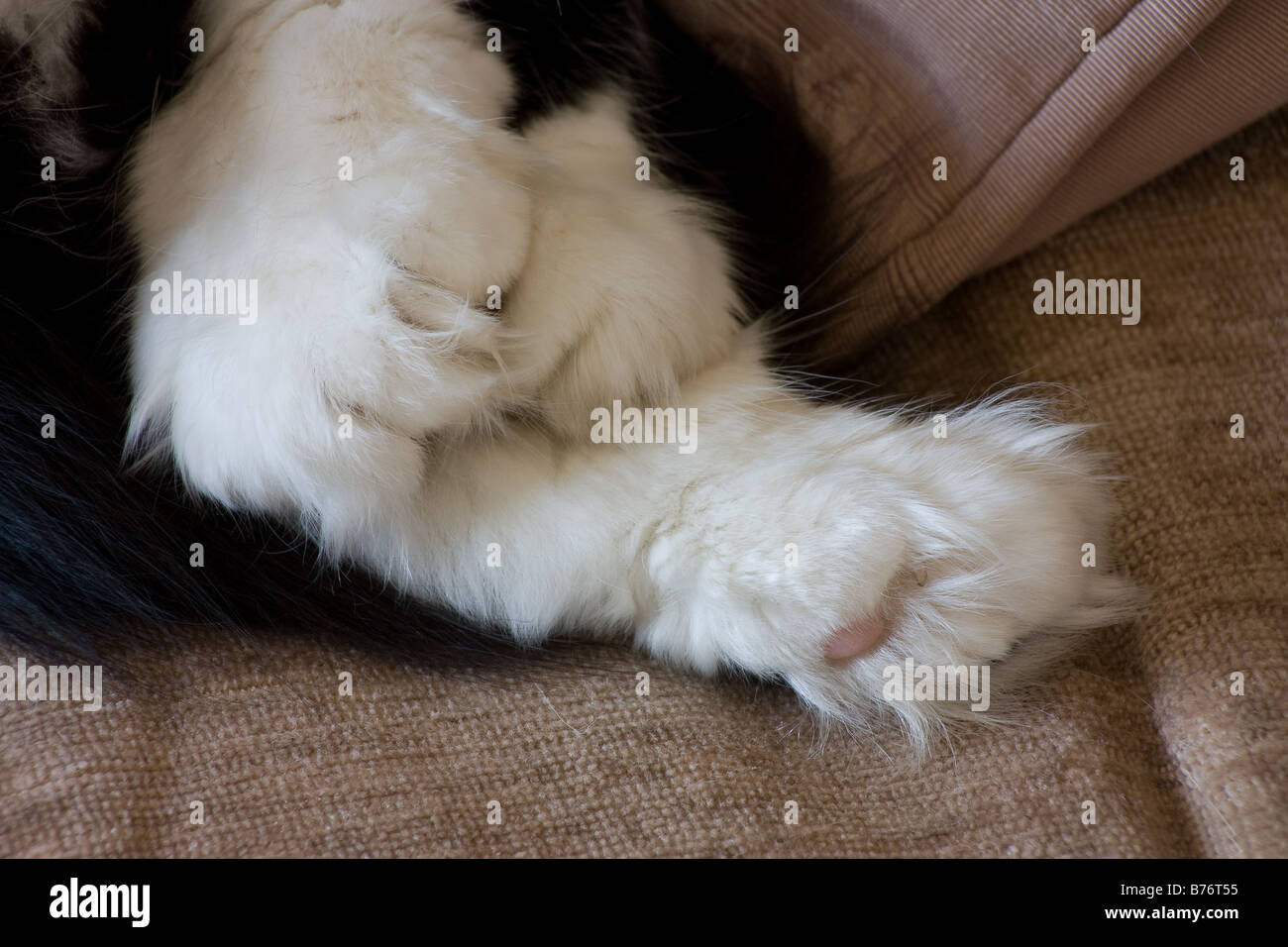 Cat paws hi-res stock photography and images - Alamy