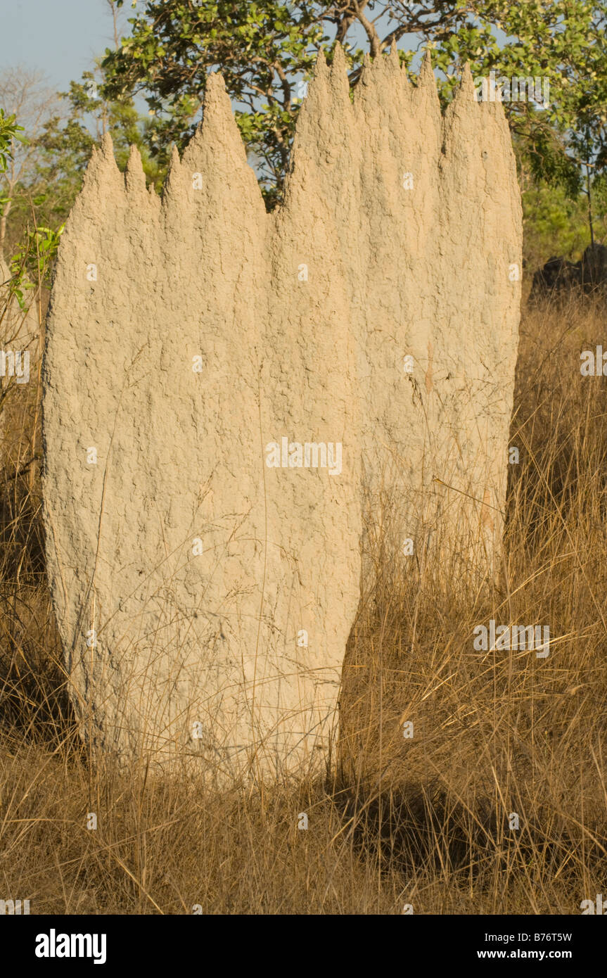 Magnetic termite (Amitermes meridionalis & A. laurensis) mounds North ...