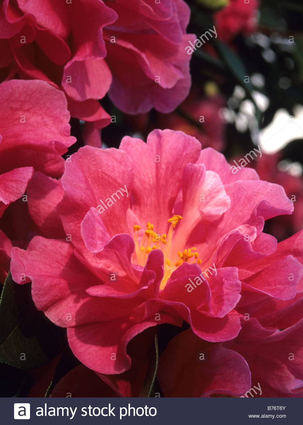 Camellia Reticulata Stock Photos & Camellia Reticulata Stock Images - Alamy