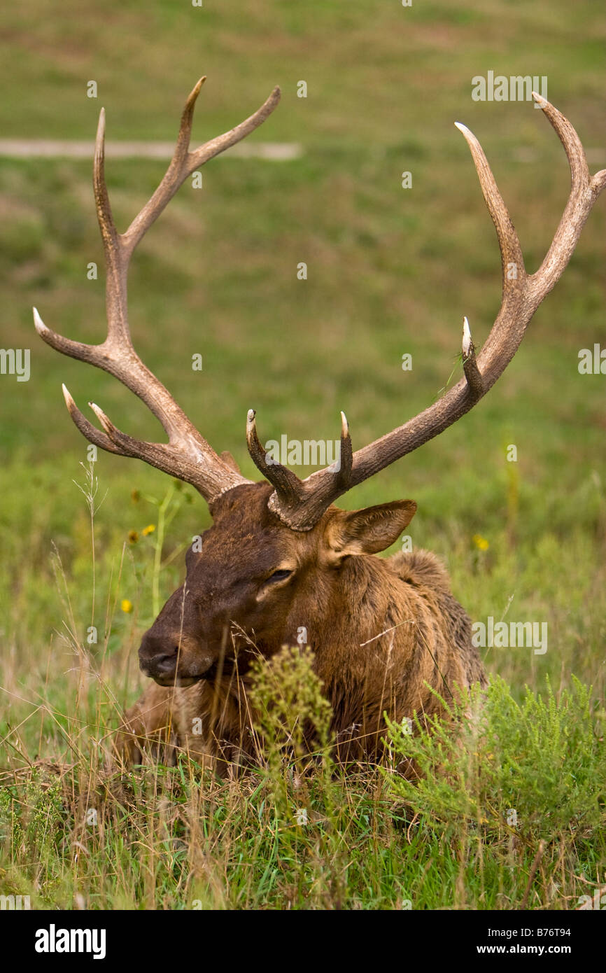 Closeup of a male Elk in eastern Nebraska September 23 2008 Stock Photo ...