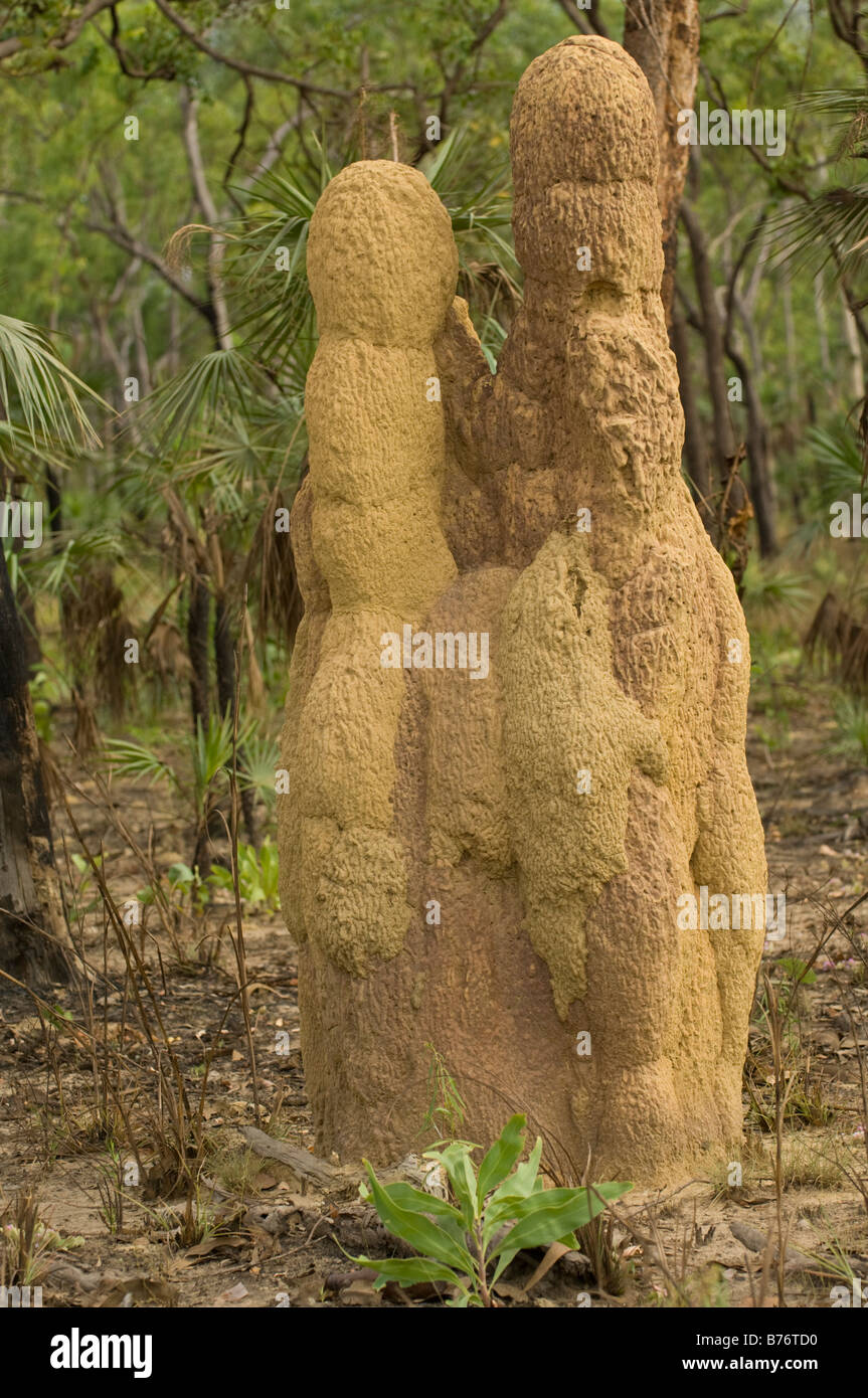Cathedral termite nasutitermes triodiae hi-res stock photography and ...