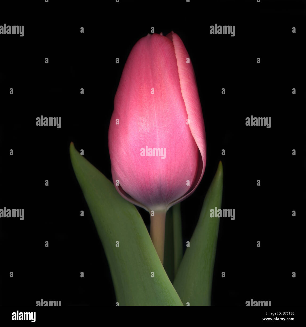 Single pink tulip Stock Photo - Alamy