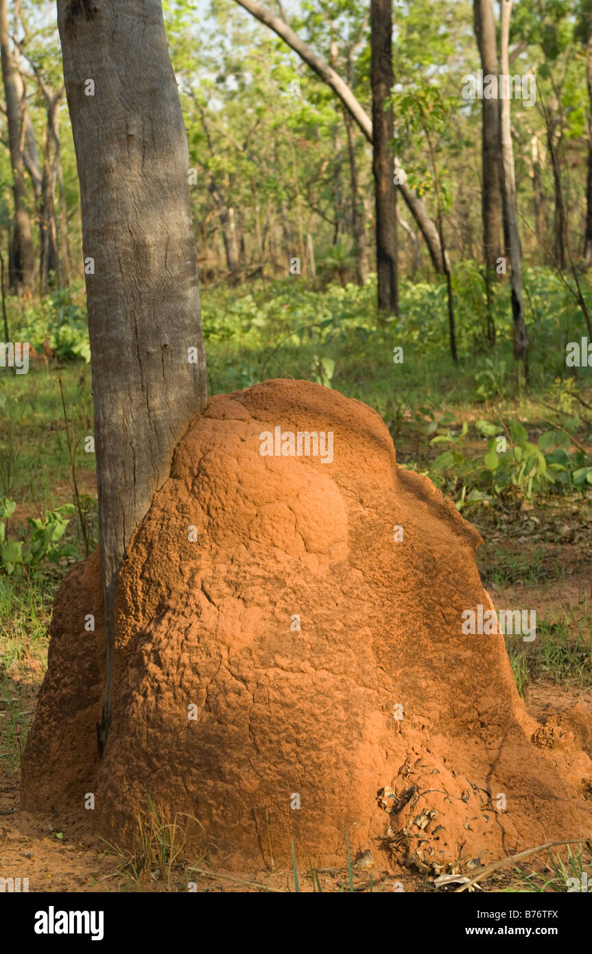 Tree-piping termite (Coptotermes acinaciformis) mount build at the base ...