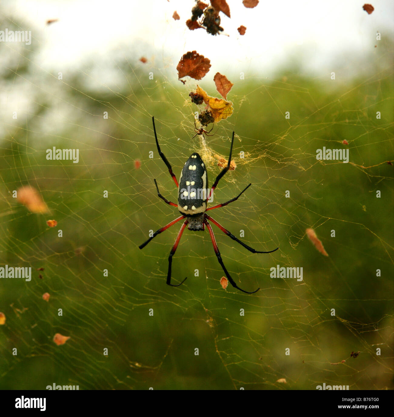 Spider with yellow spots hi-res stock photography and images - Alamy