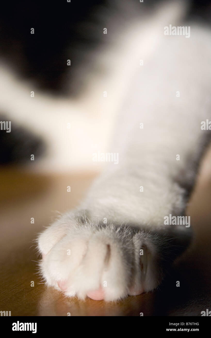 close up of cat s paw Stock Photo - Alamy