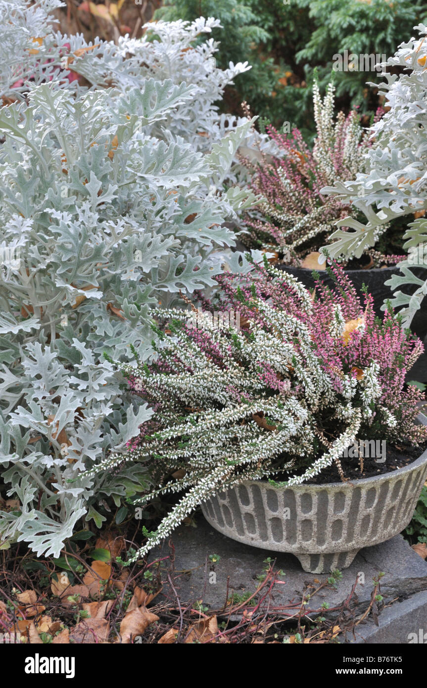 Senecio silver container hi-res stock photography and images - Alamy
