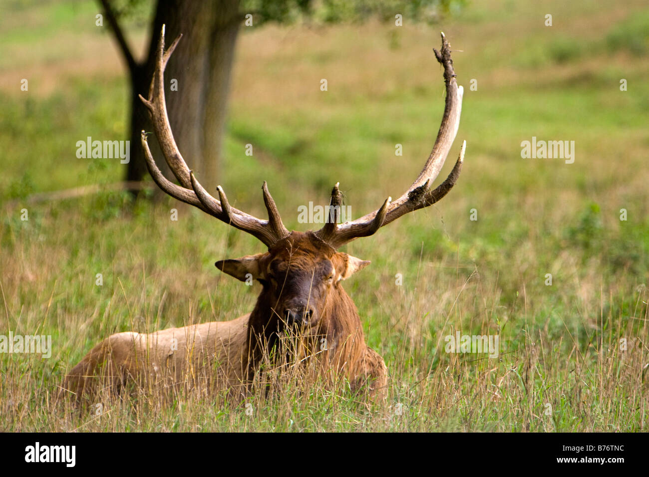 Closeup of a male Elk in eastern Nebraska September 23 3008 Stock Photo ...