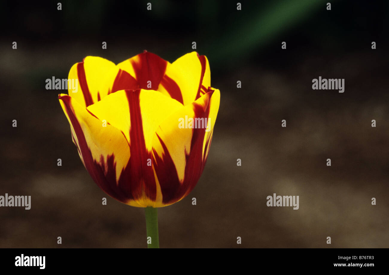 Triumph tulip helmar hi-res stock photography and images - Alamy