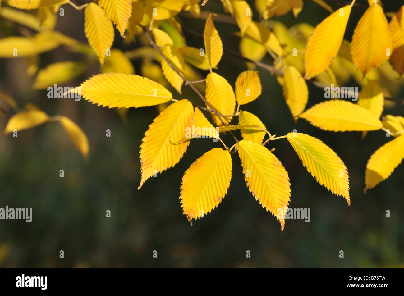 Hornbeam maple (Acer carpinifolium Stock Photo - Alamy