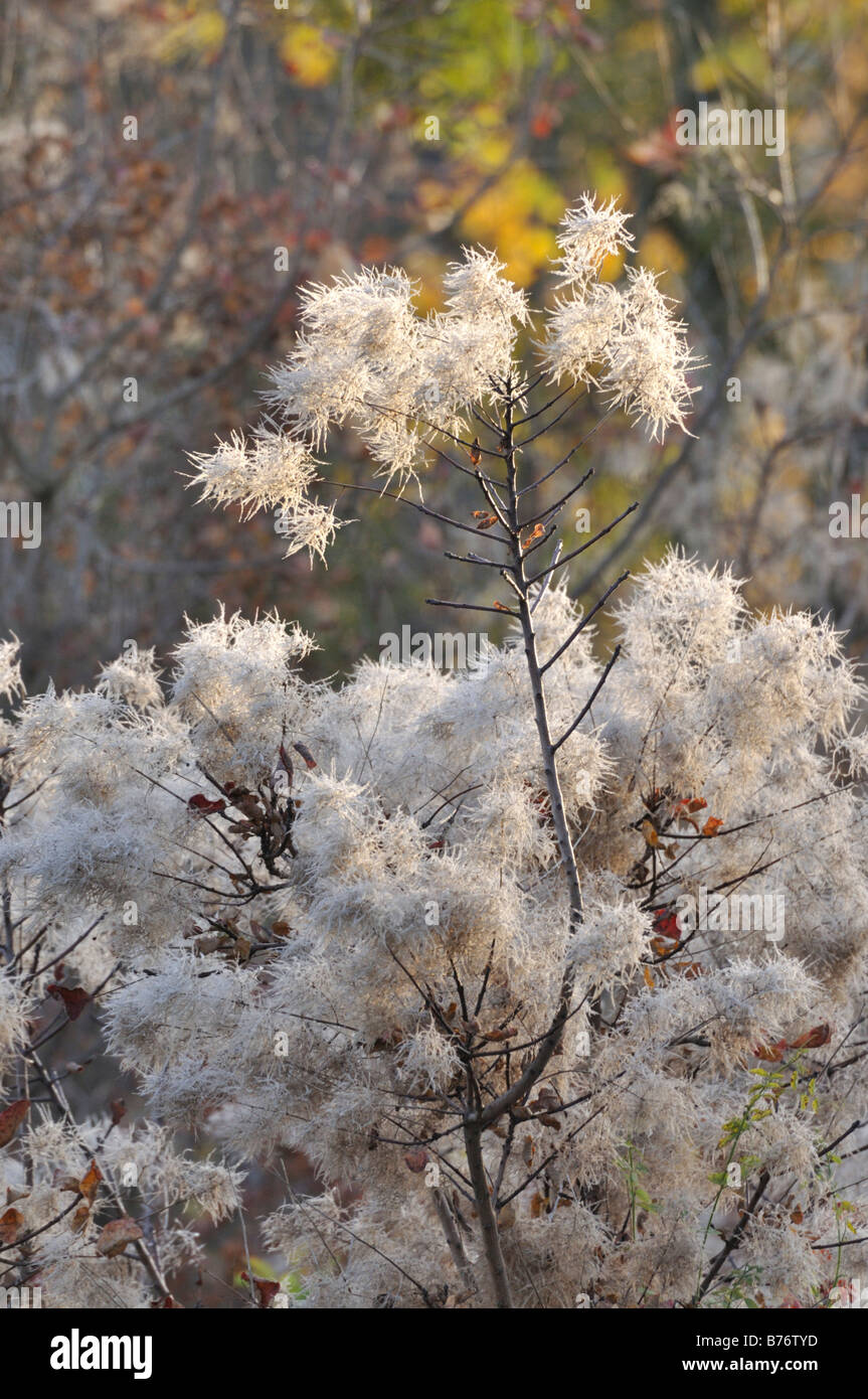 Cotinus coggygria hi-res stock photography and images - Alamy