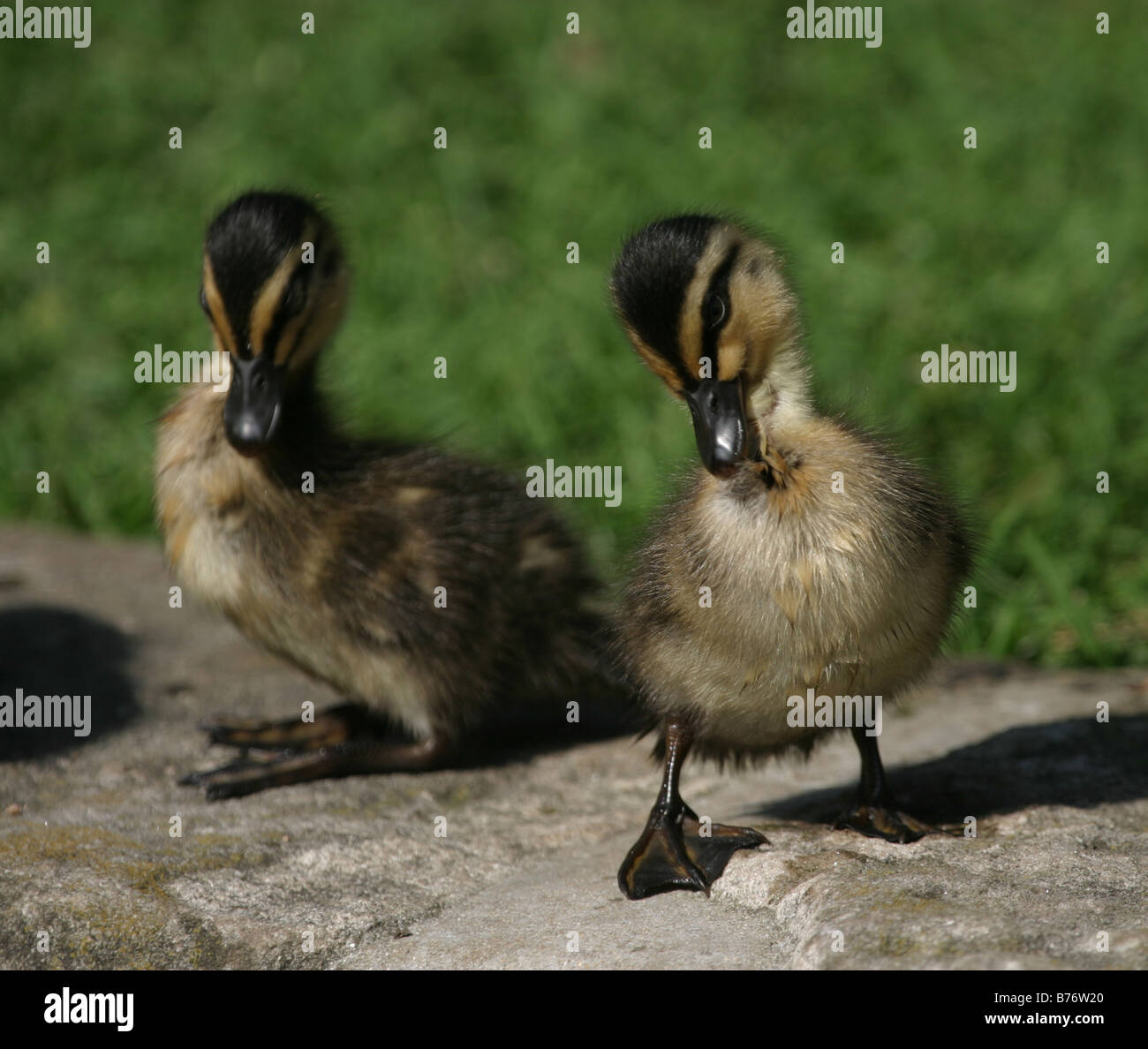 Black brown and yellow ducklings hi-res stock photography and images ...