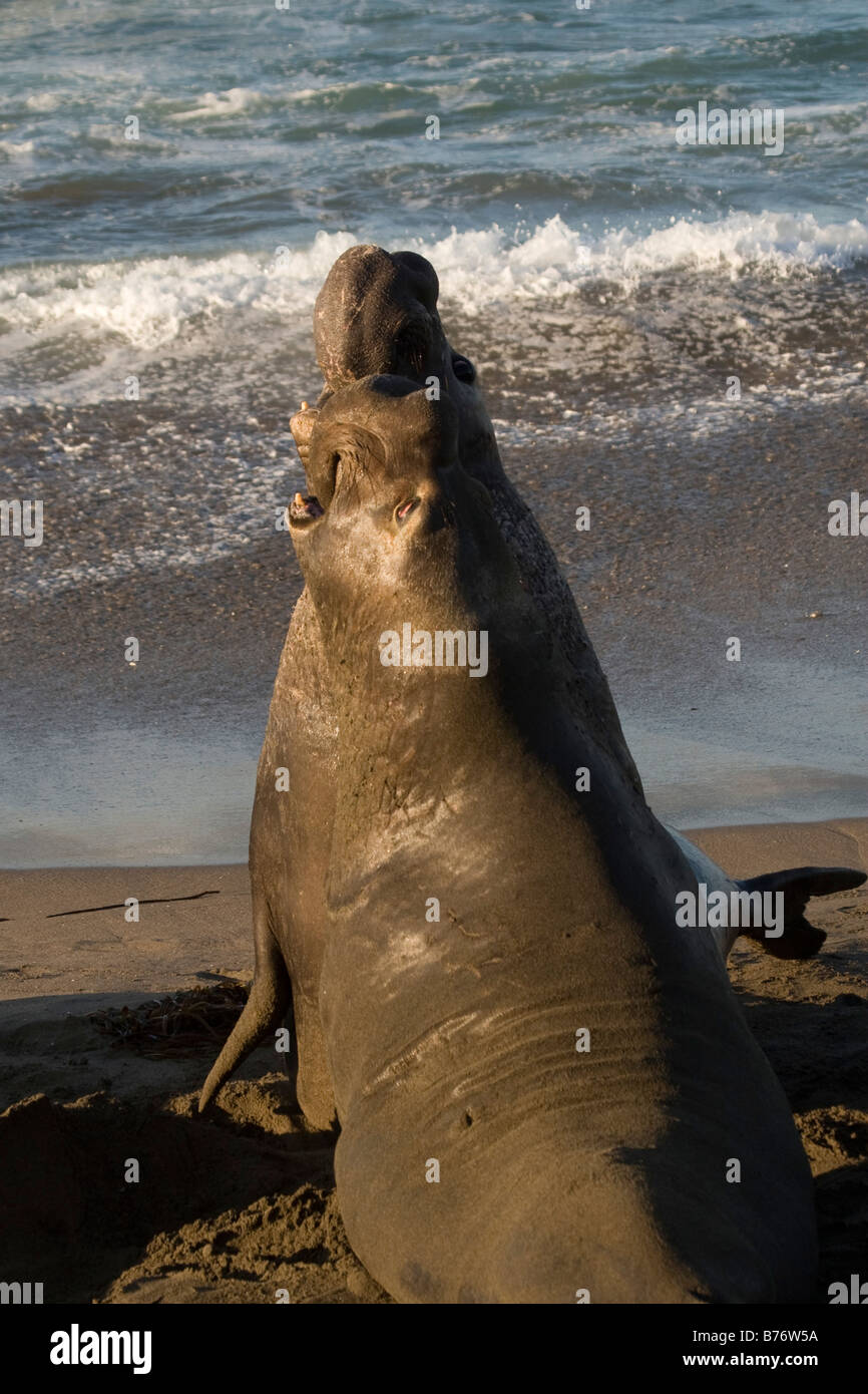 Male Elephant Seals fighting on Piedras Blancas Beach in San Simeon ...