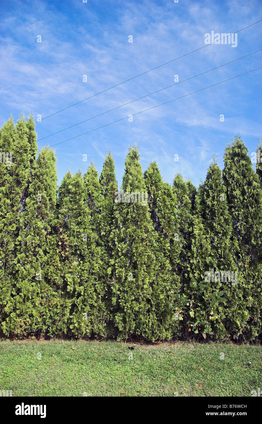 Leyland cypress hi-res stock photography and images - Alamy
