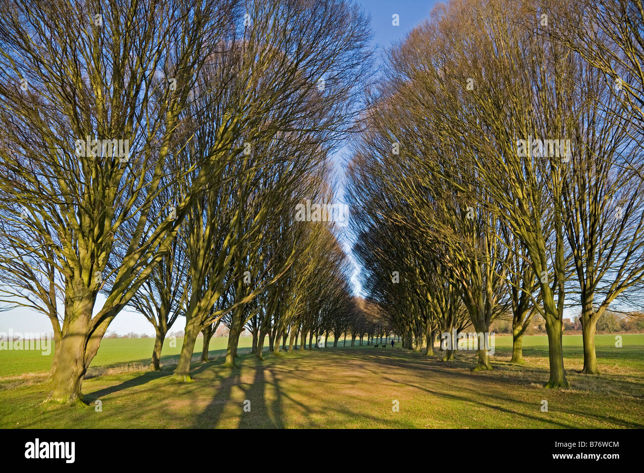 Radley College- avenue of trees in winter 4 Stock Photo - Alamy