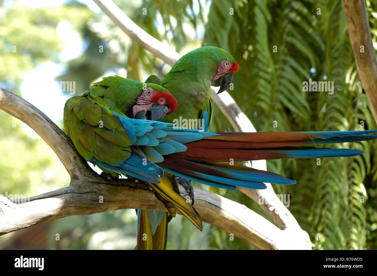 Two swift parrots Lathamus discolor Stock Photo - Alamy