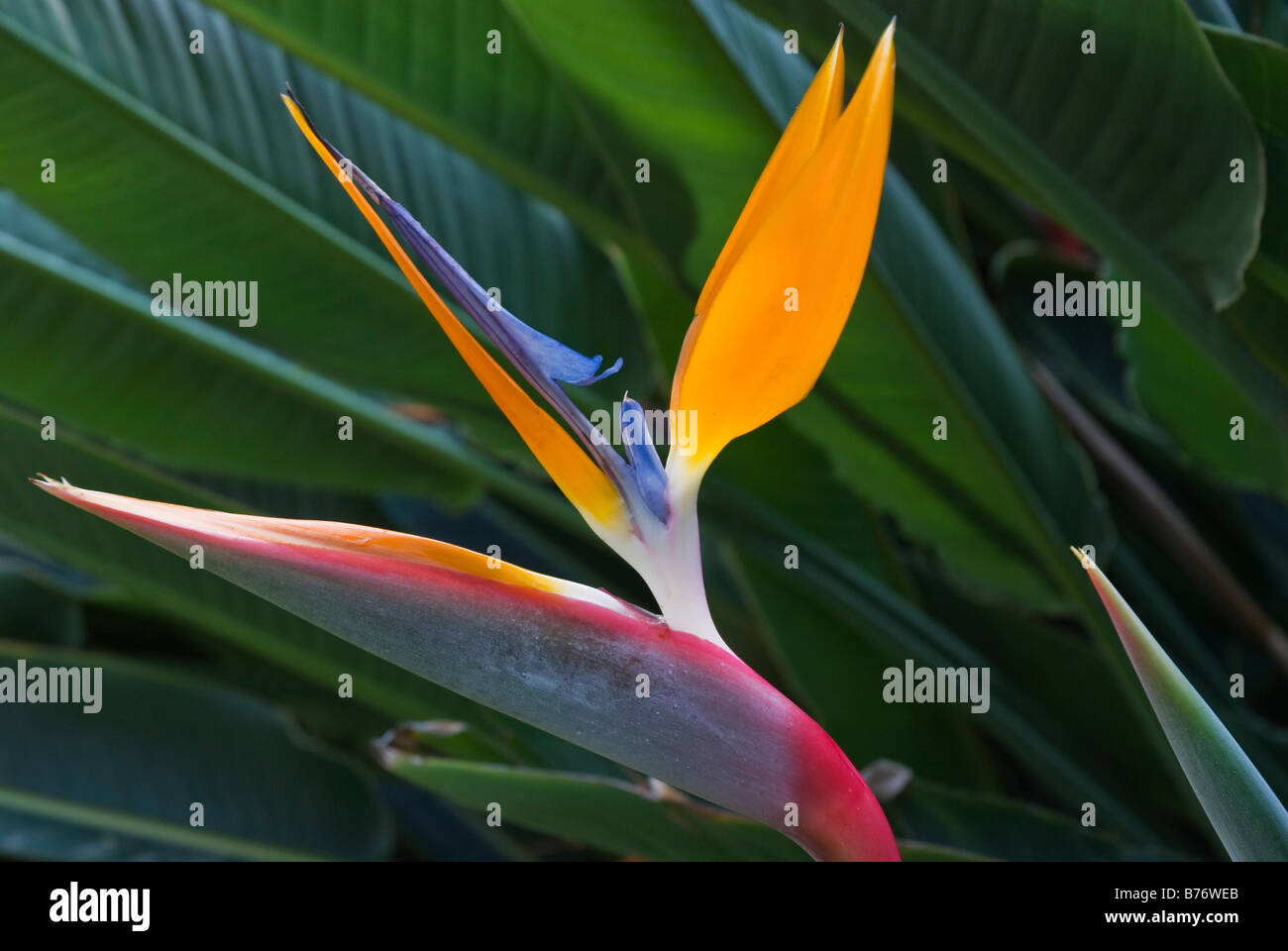Crane flower hi-res stock photography and images - Alamy