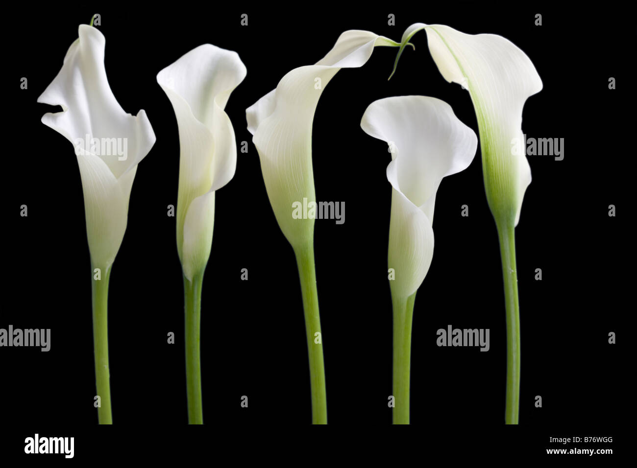 Calla Lily Flowers Stock Photos & Calla Lily Flowers Stock Images - Alamy