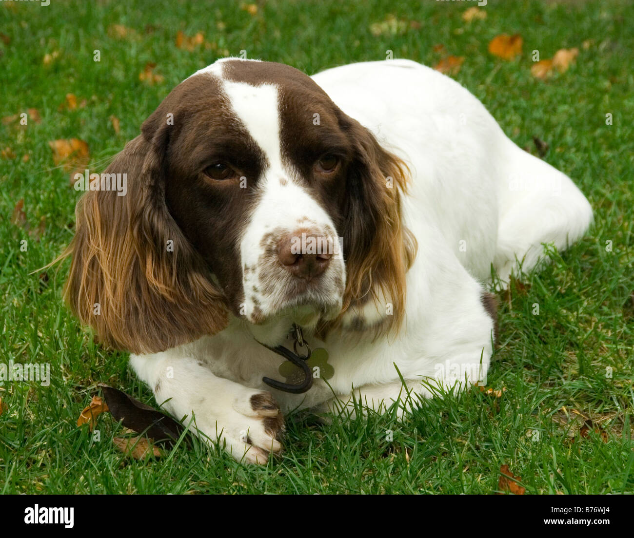 English Springer Spaniel Brown And White