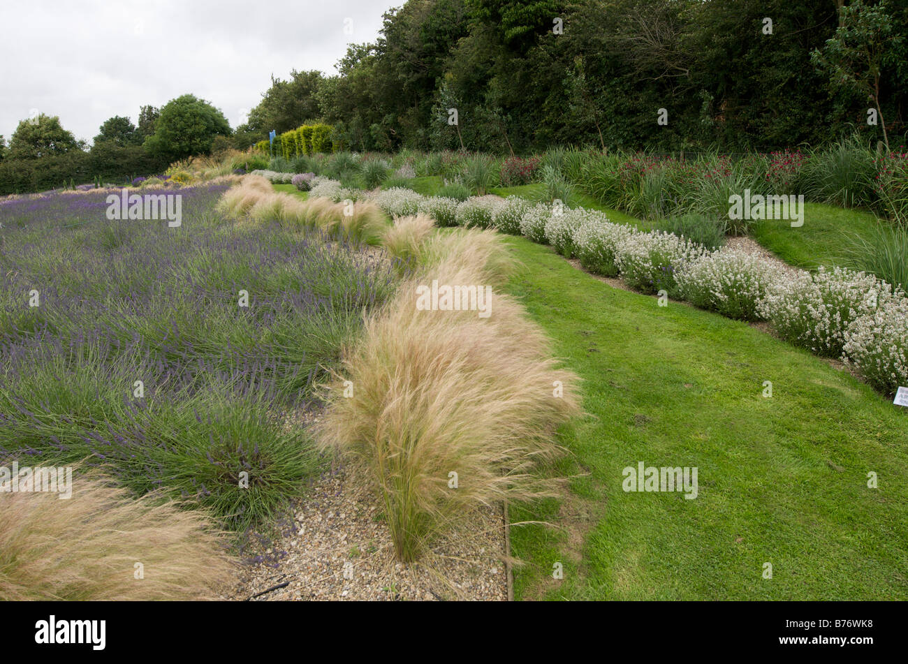 Angel hair grass with (stipa tenuissima) ,lined paths and ,lavender ...