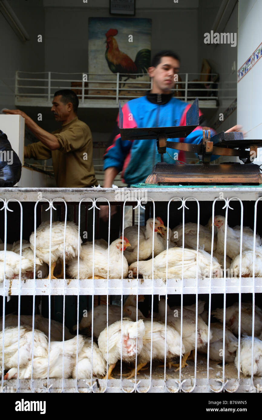 Chicken coop africa hi-res stock photography and images - Alamy