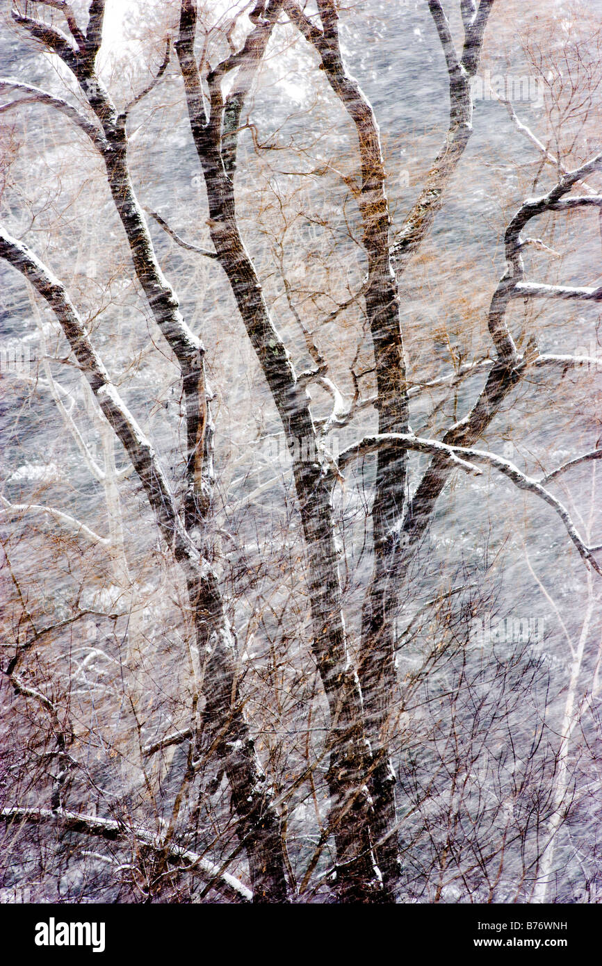 Icy trees after winter storm Stock Photo - Alamy