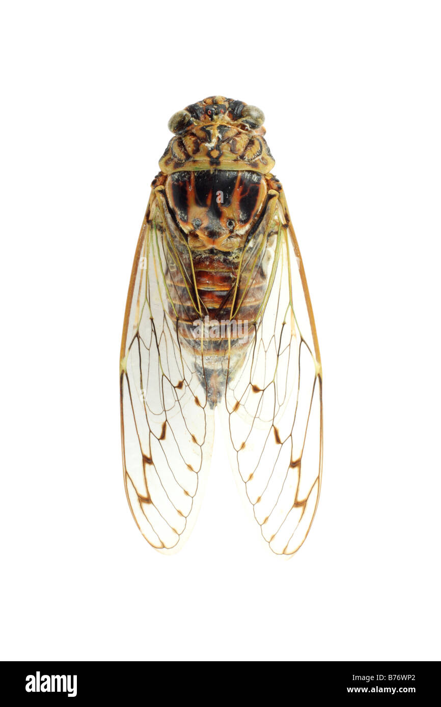 Top view of European cicada Cicadetta mediterranea Stock Photo - Alamy