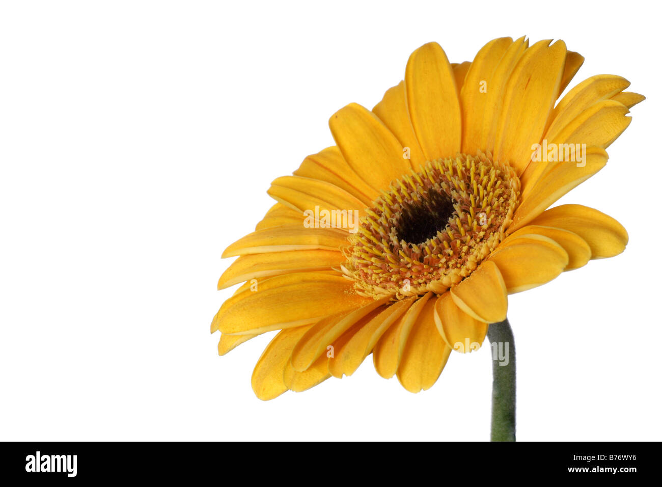 Close up big clean Cut Out Stock Images & Pictures - Alamy
