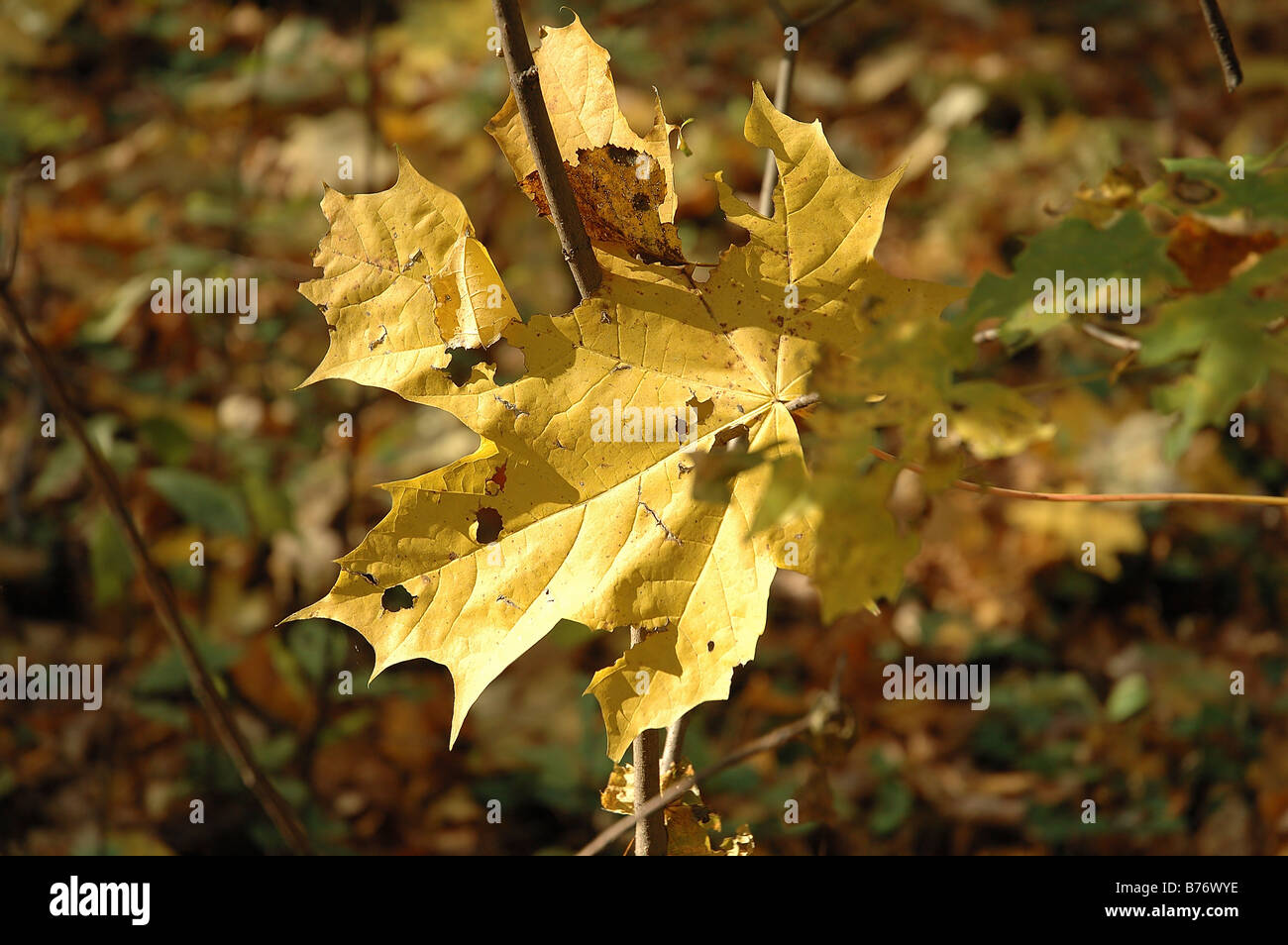 Yellow maple leaf Stock Photo - Alamy