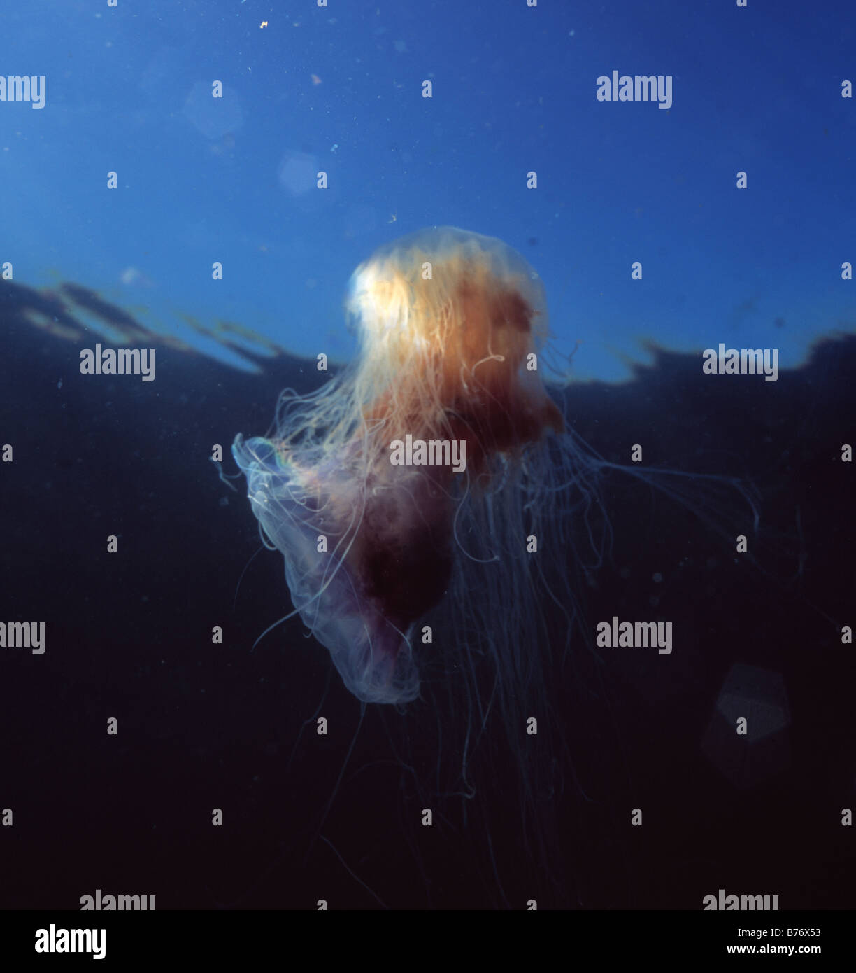 Jellyfishes, Cyanea capillata (top) and Cyanea lamarkii Stock Photo - Alamy