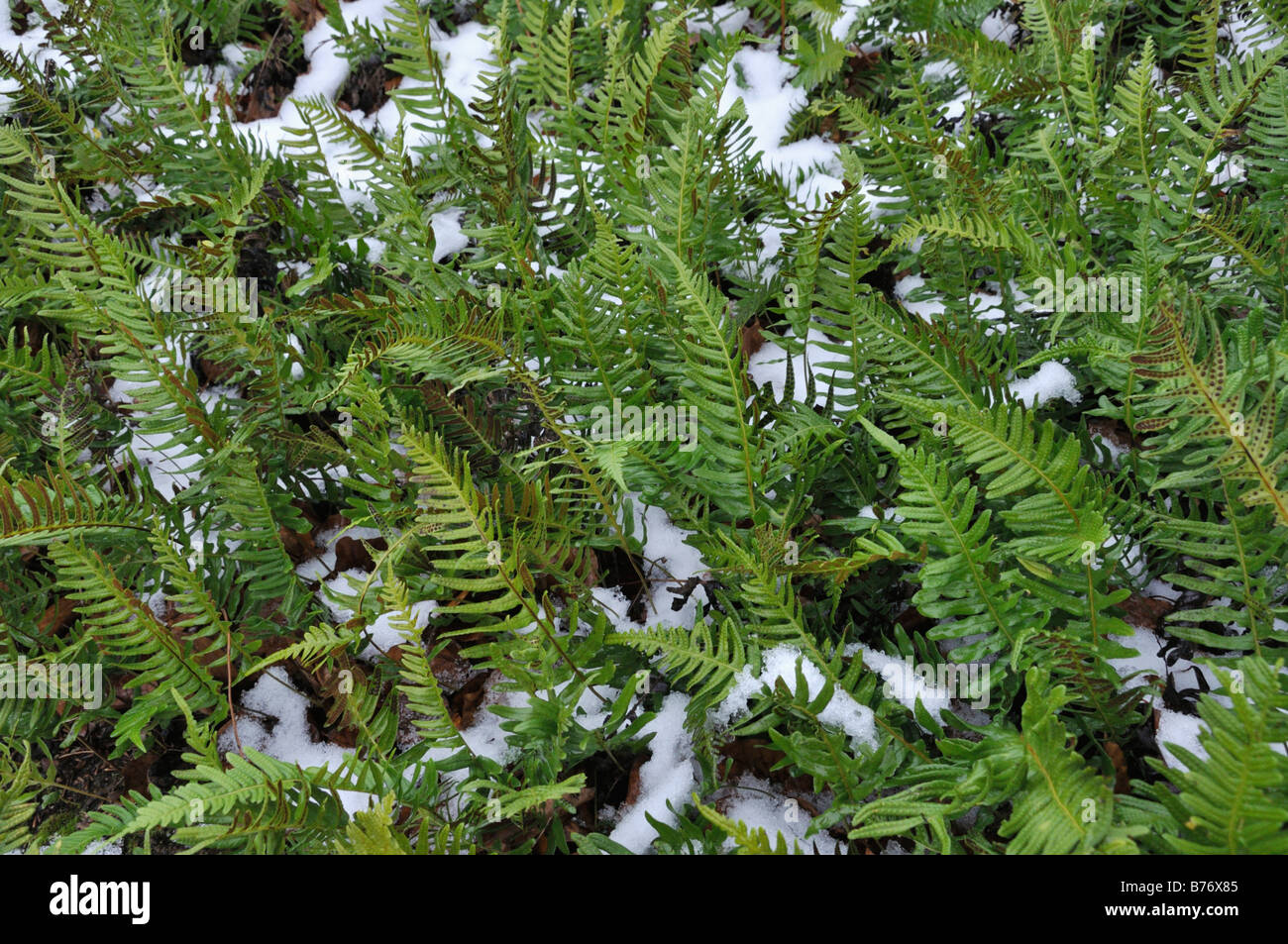 Common polypody (Polypodium vulgare Stock Photo - Alamy