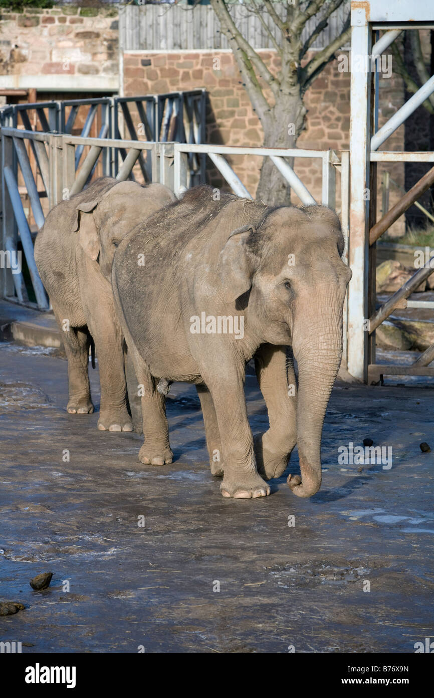 Indian elephant elephas maximus indicus hi-res stock photography and ...