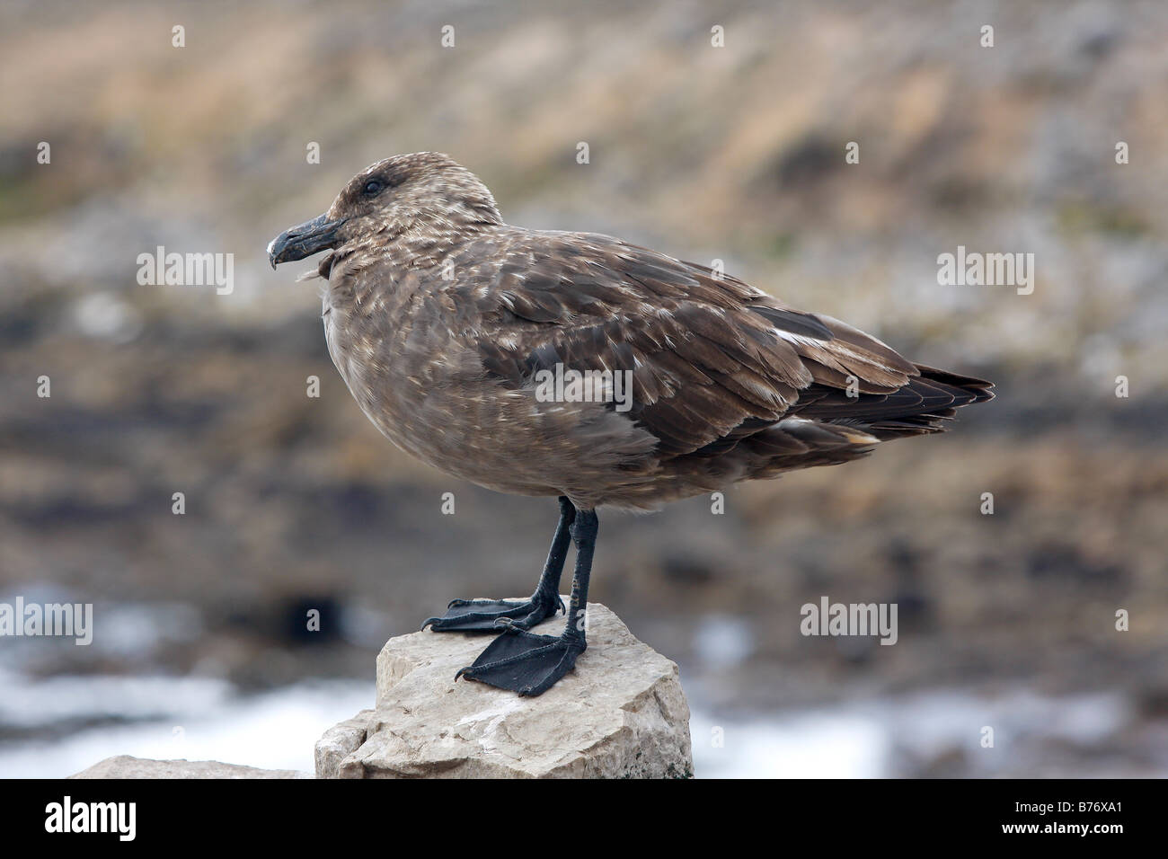 Brown Skua Catharacta antarctica Subantarctic Skua Falkland Islands Skua Stock Photo - Alamy