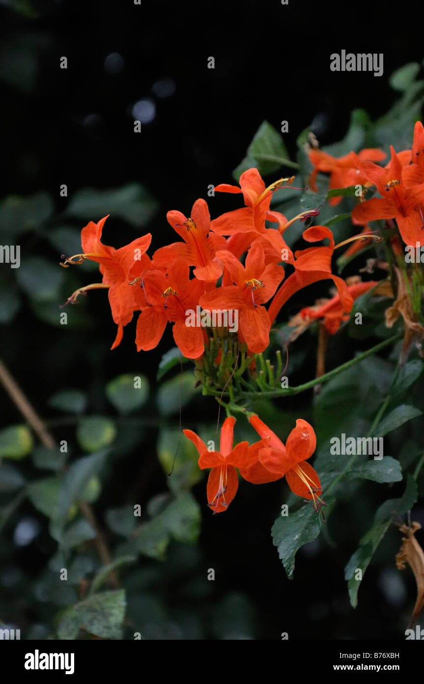 Cape honeysuckle tecomaria capensis hi-res stock photography and images ...