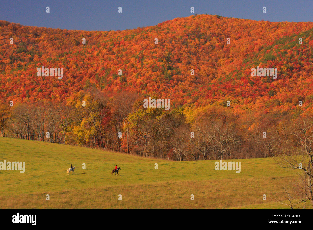 Fox Hunt, Swoope, Shenandoah Valley, Virginia, USA Stock Photo - Alamy