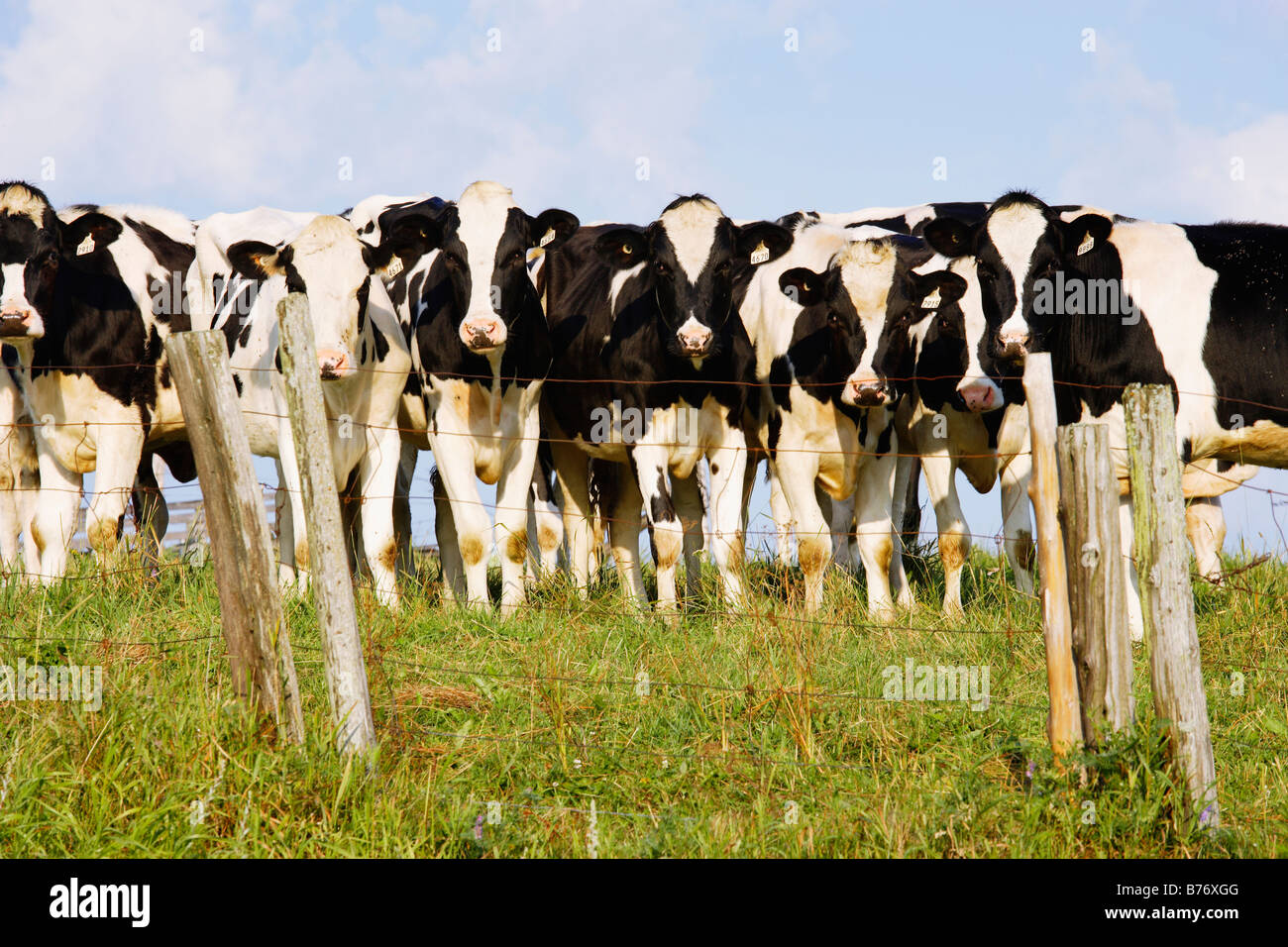 View of cows, Bas-Saint-Laurent region, Quebec, Canada Stock Photo - Alamy