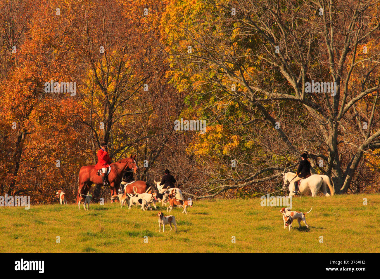 Fox Hunt, Swoope, Shenandoah Valley, Virginia, USA Stock Photo - Alamy