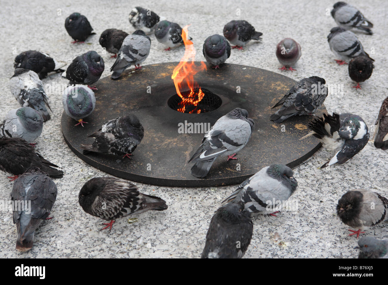 PIGEONS WARMING UP BY THE FIRE AT DALEY PLAZA IN DOWNTOWN CHICAGO ...