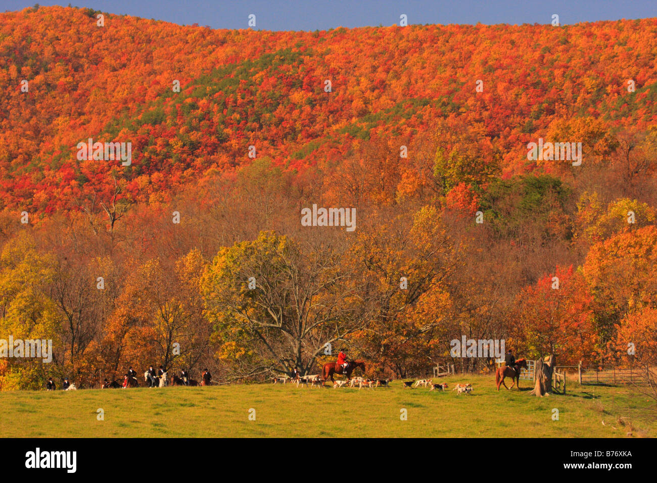 Fox hunt hounds virginia hi-res stock photography and images - Alamy
