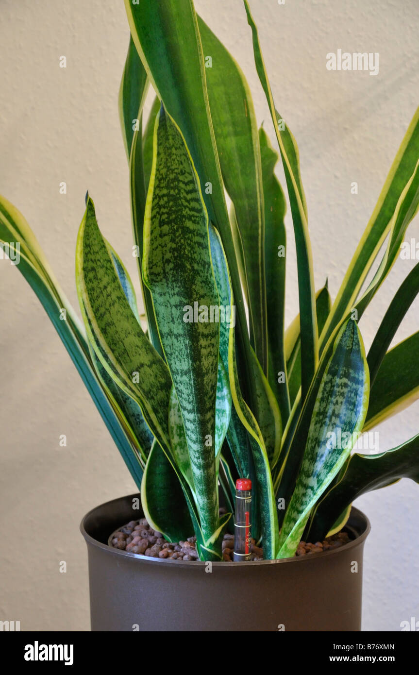 Indoor plant sansevieria in hi-res stock photography and images - Alamy