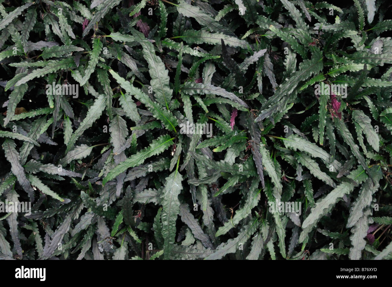 Hemigraphis repanda hi-res stock photography and images - Alamy