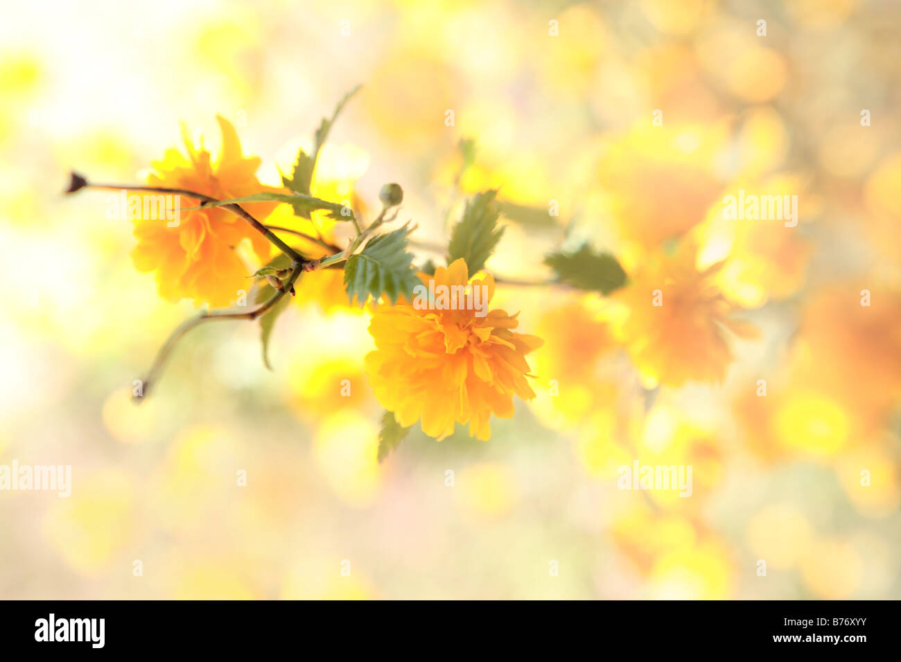 Double flowered kerria kerria japonica hi-res stock photography and ...