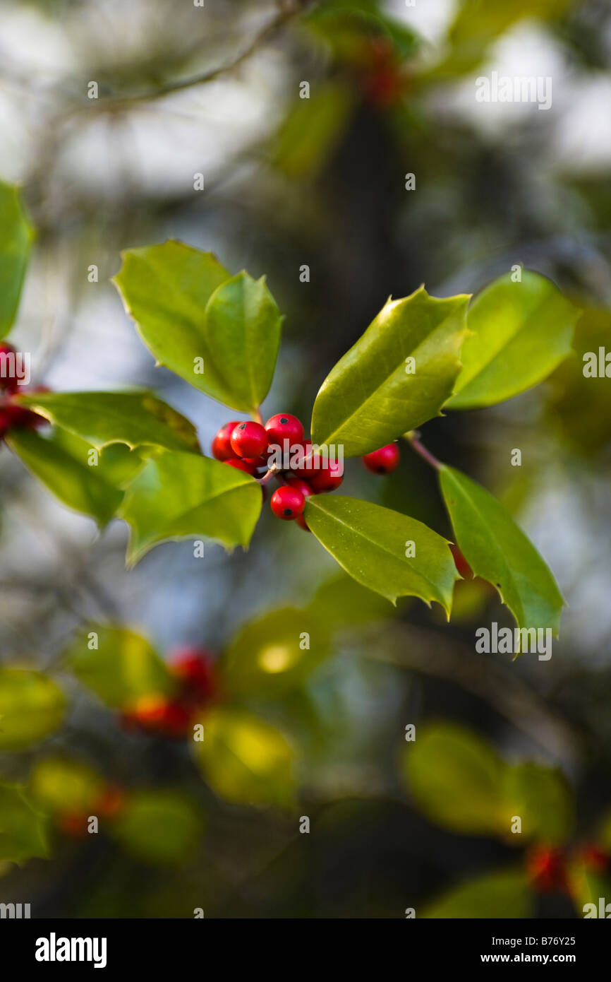 Holly berry tree hi-res stock photography and images - Alamy
