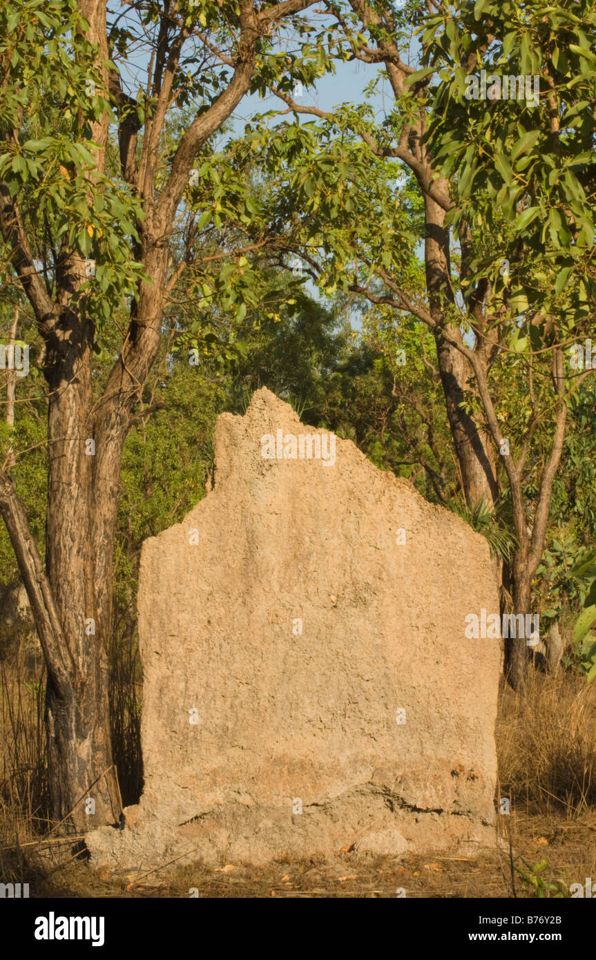 Magnetic termite (Amitermes meridionalis & A. laurensis) mounds North ...