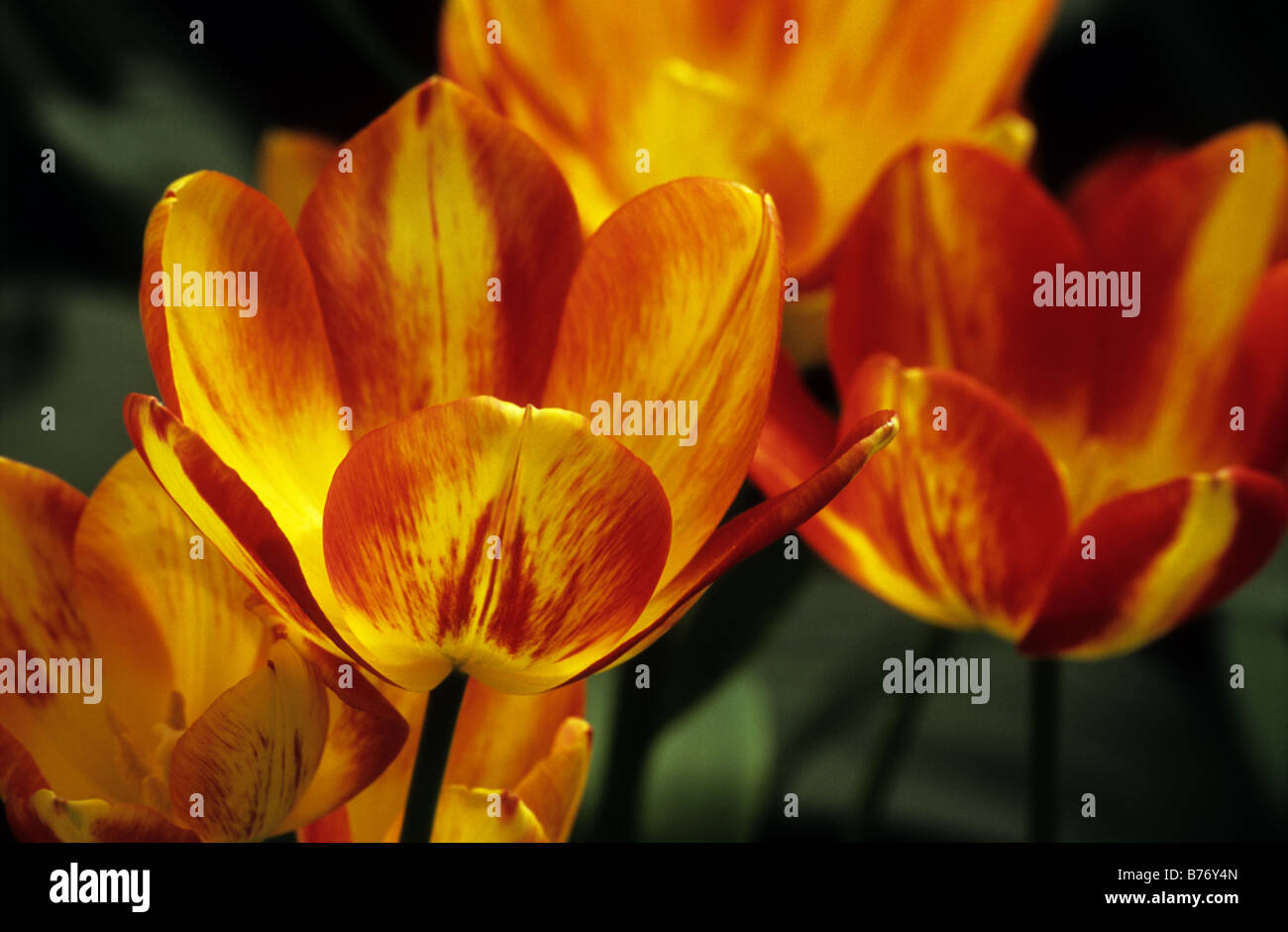 Florette flower tulip hi-res stock photography and images - Alamy