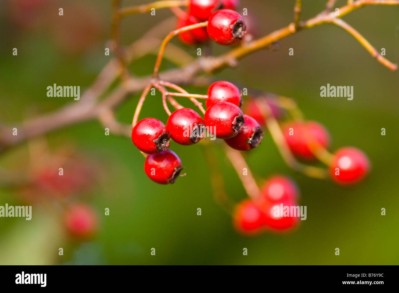 Rosehip hedge hi-res stock photography and images - Alamy