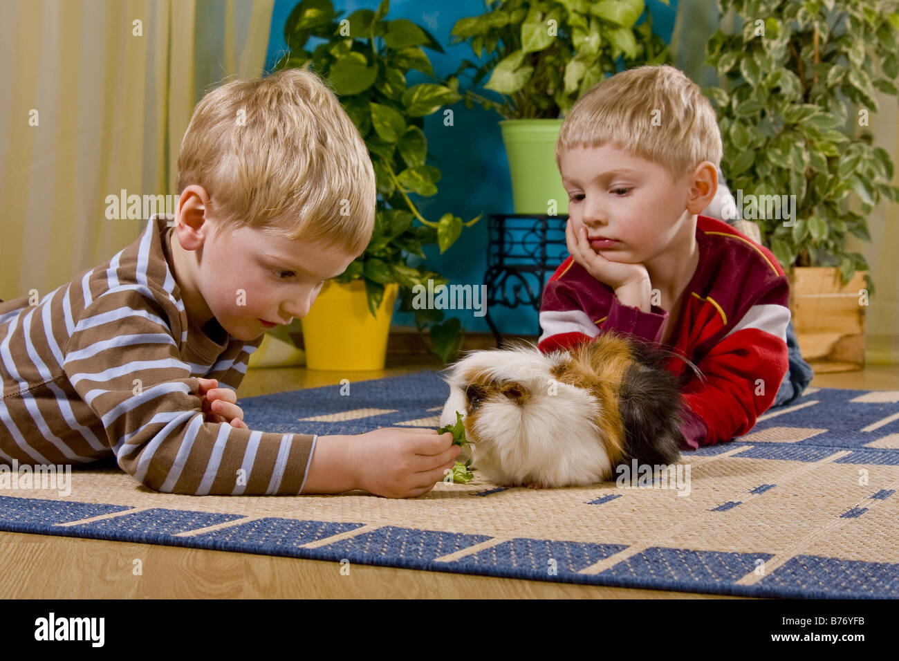cavy, guinea pig (Cavia spec.), two brothers playing with guinea pig on ...